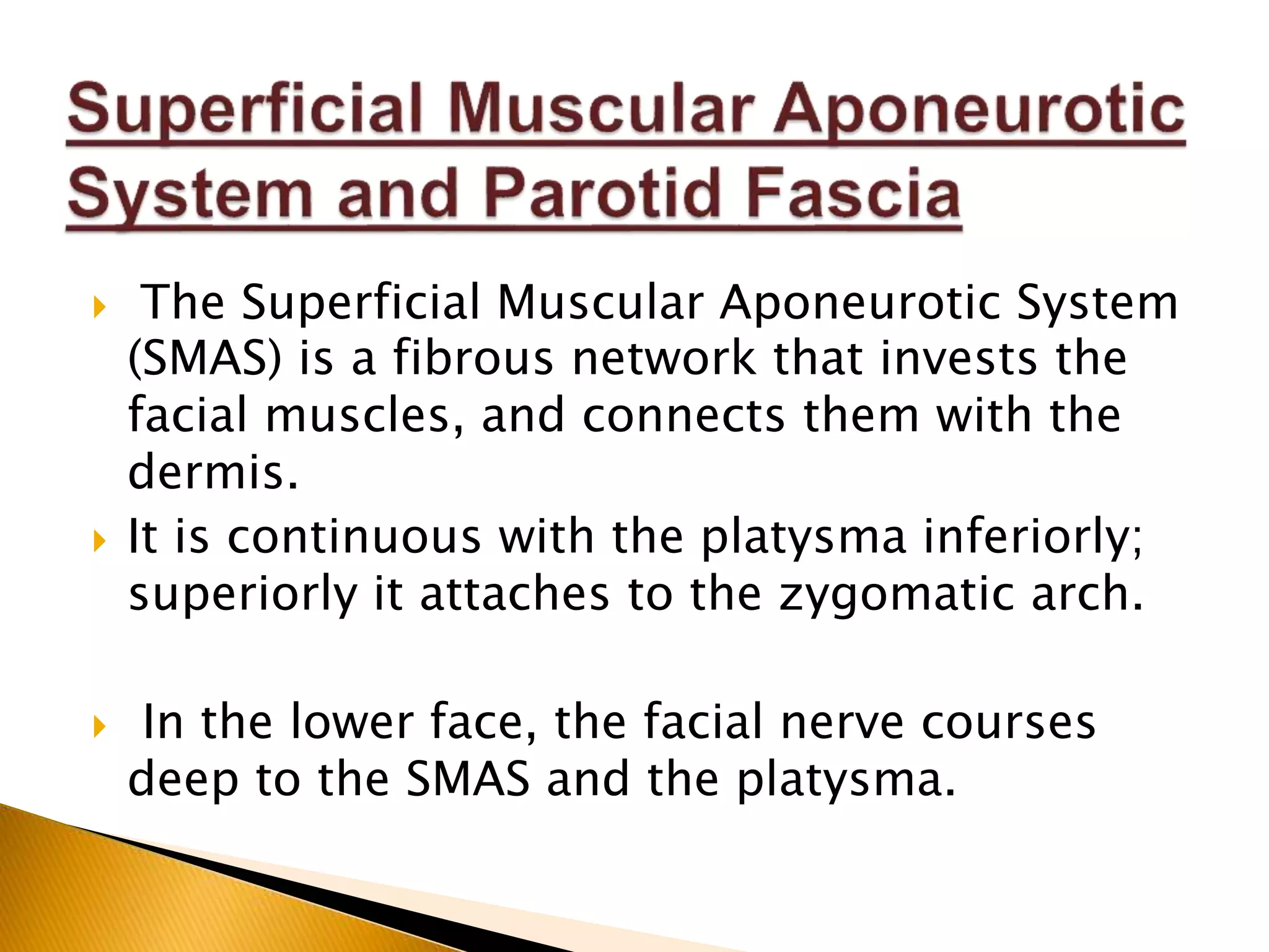 SURGICAL ANATOMY OF SALIVARY GLANDS | PPTX