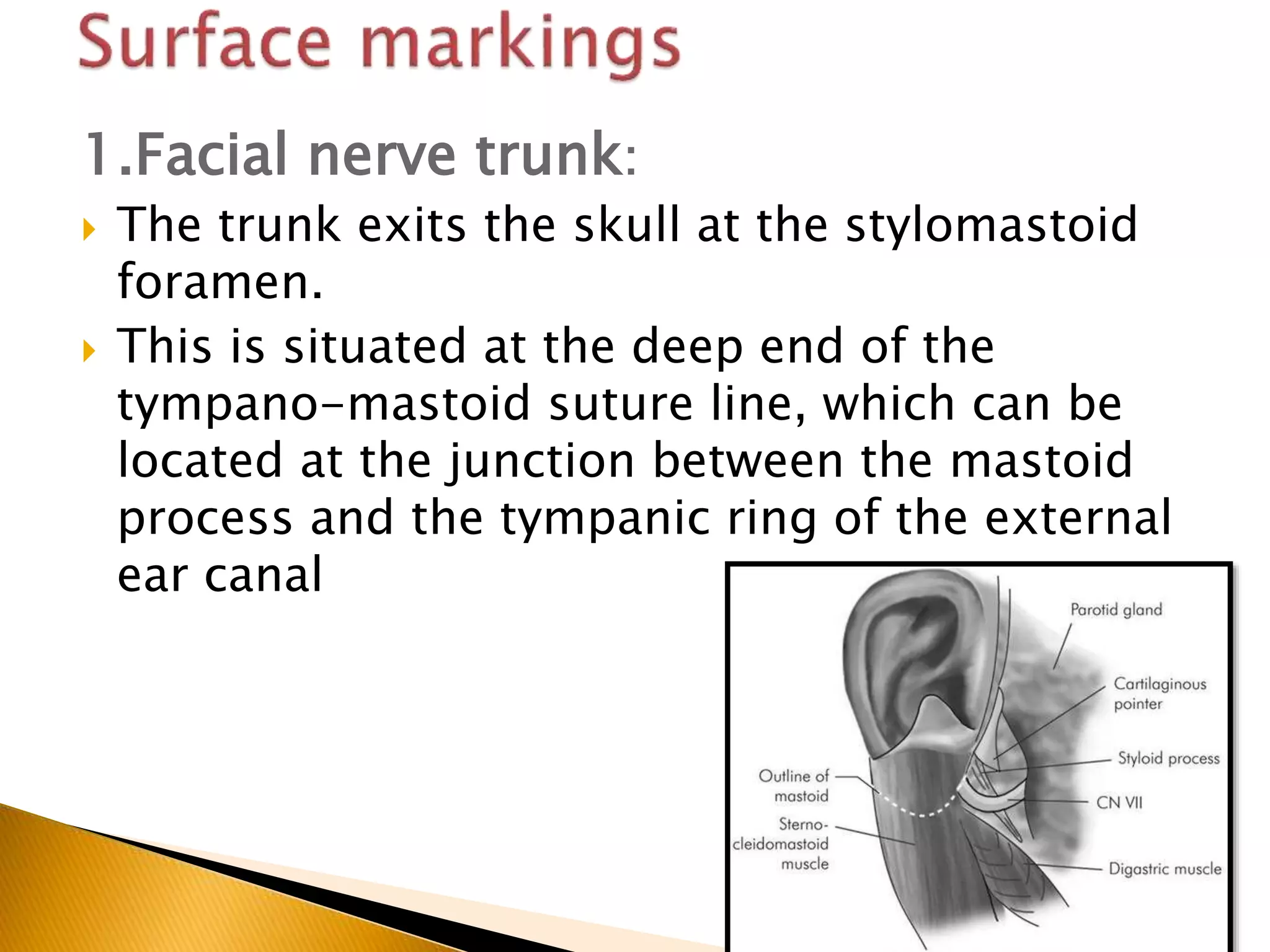 SURGICAL ANATOMY OF SALIVARY GLANDS | PPTX