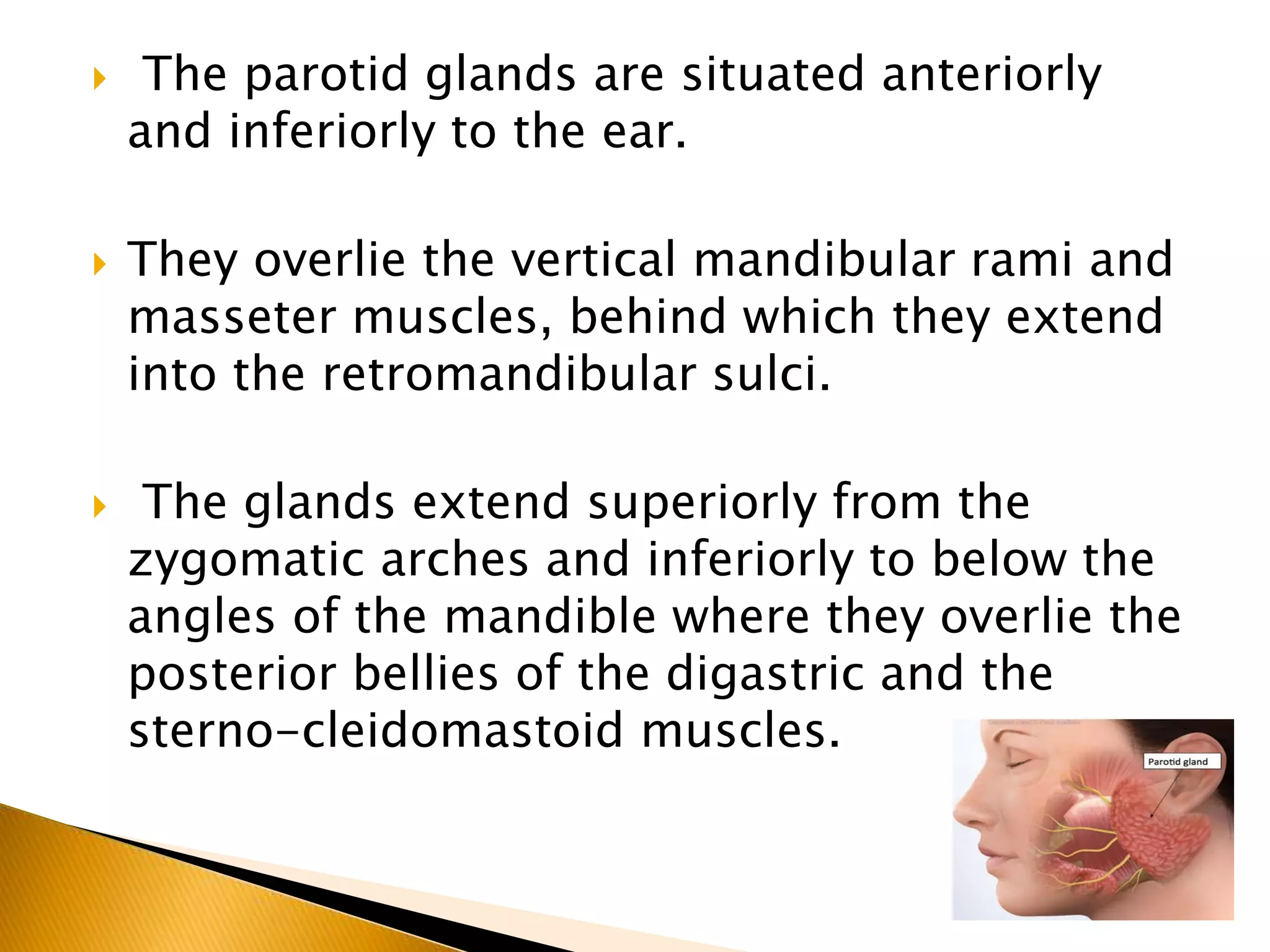 SURGICAL ANATOMY OF SALIVARY GLANDS | PPTX