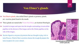 Salivary gland ppt | PPTX