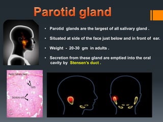 SALIVARY GLAND PPT.pptx