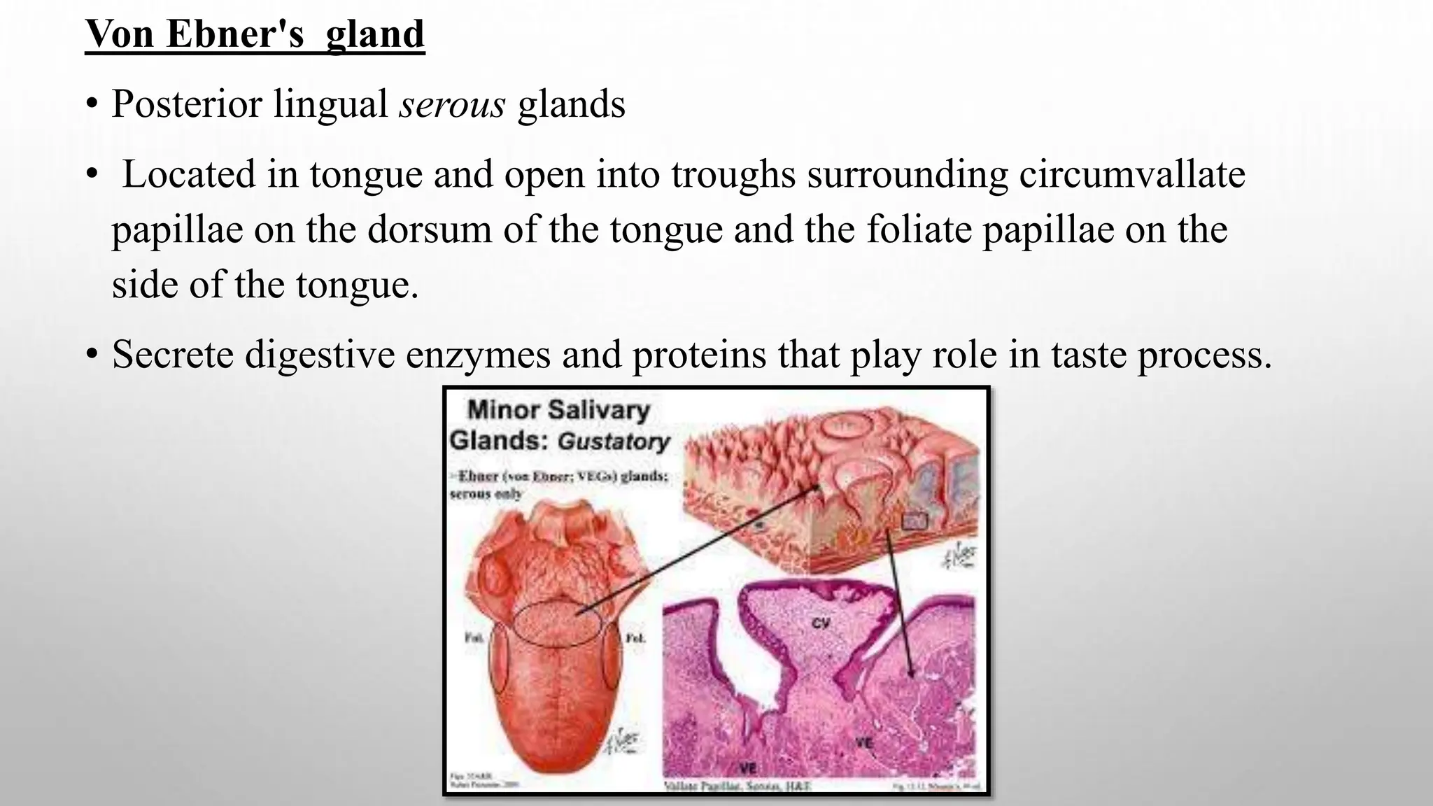 SALIVARY GLAND, SALIVA, PATHOLOGY OF SALIVA | PPTX