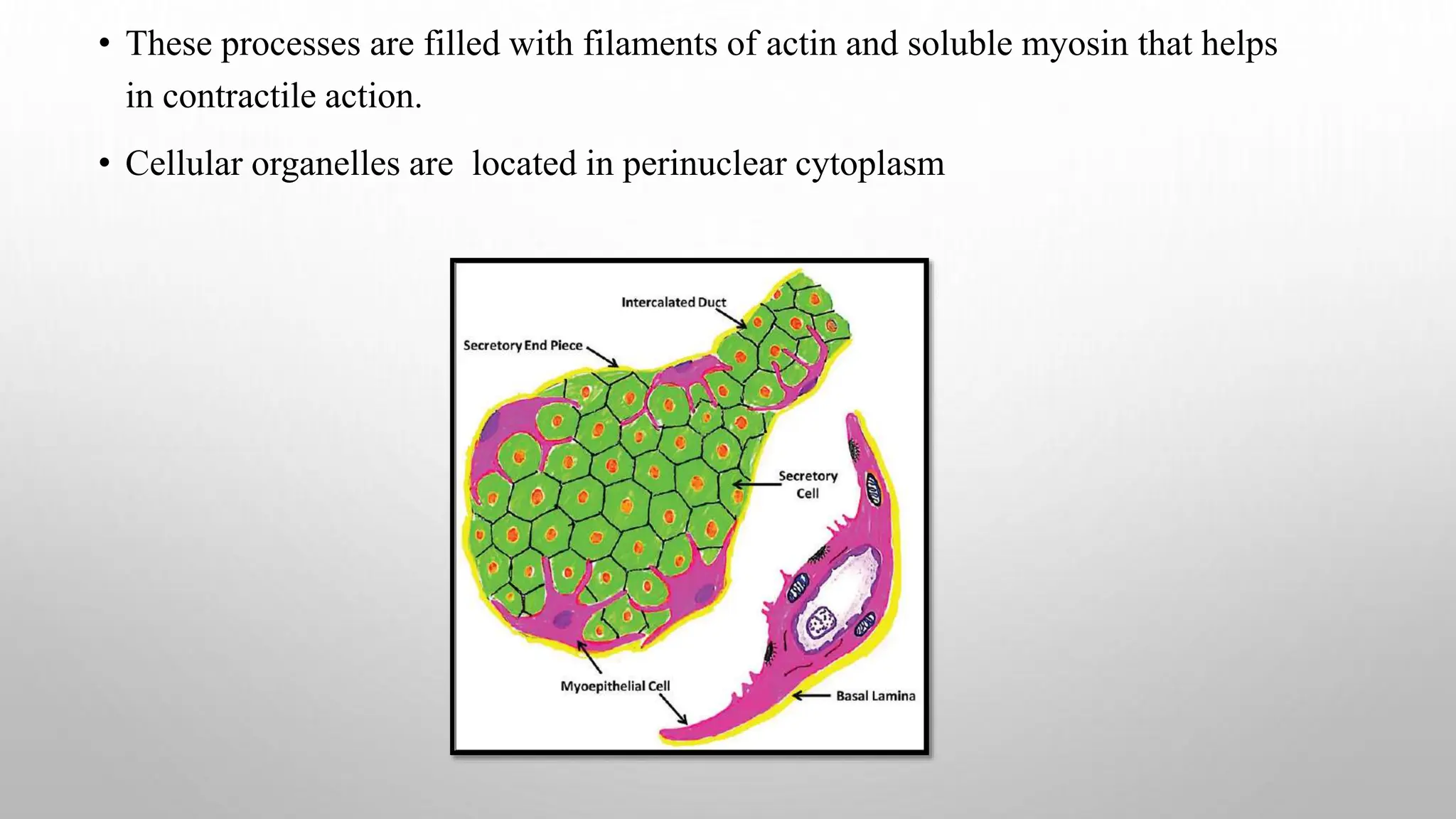 SALIVARY GLAND, SALIVA, PATHOLOGY OF SALIVA | PPTX