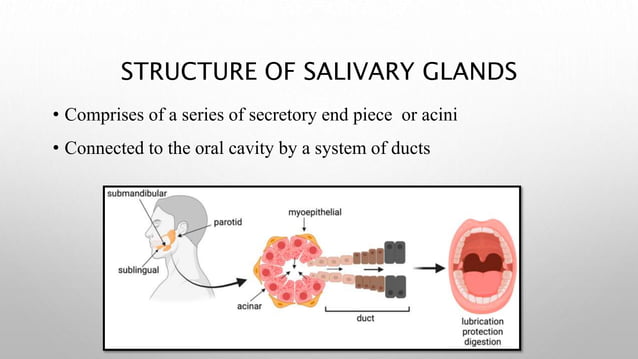 SALIVARY GLAND, SALIVA, PATHOLOGY OF SALIVA | PPT