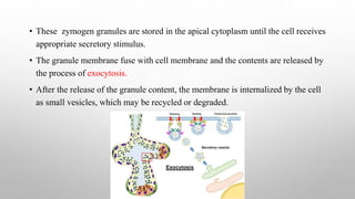 SALIVARY GLAND, SALIVA, PATHOLOGY OF SALIVA | PPTX