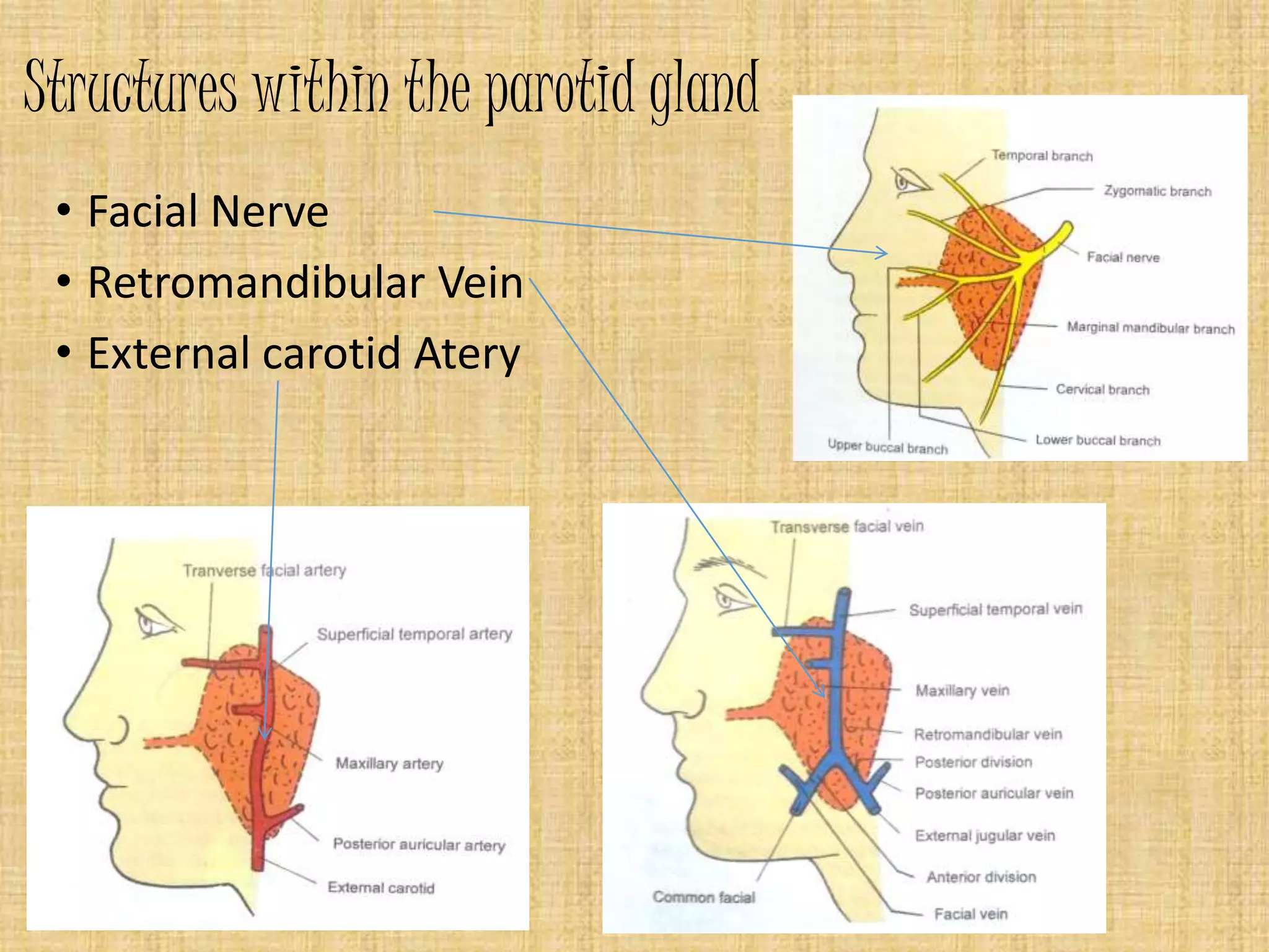 Salivary gland ppt - Kanato Assumi | PPTX