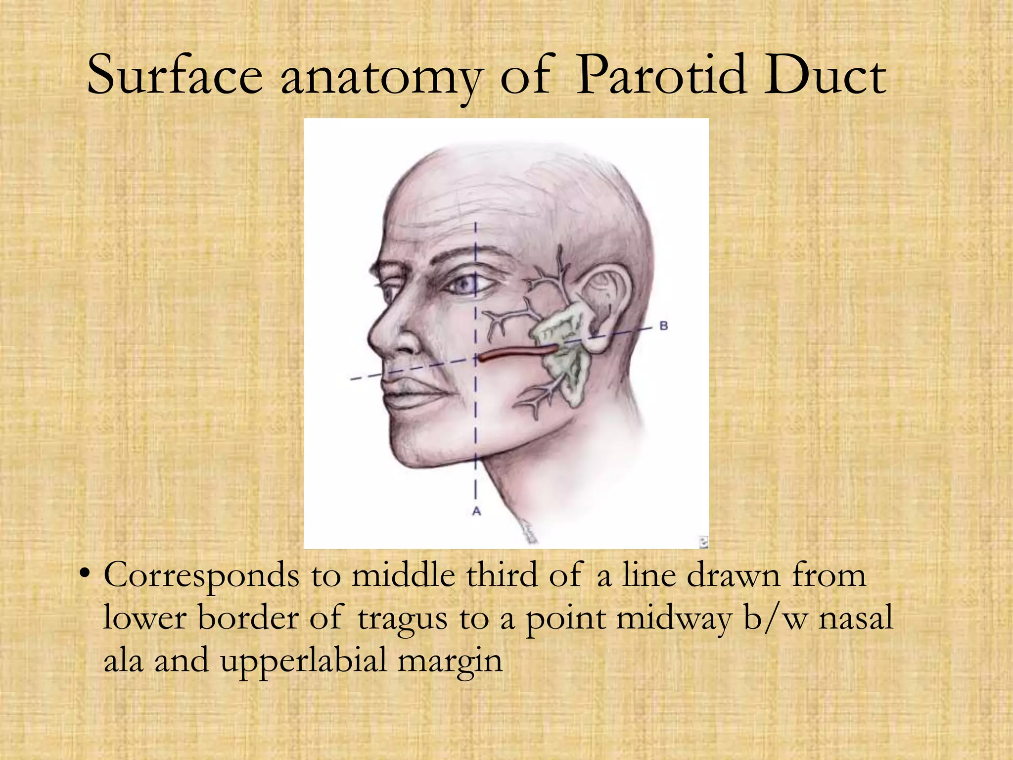 Salivary gland ppt - Kanato Assumi | PPTX