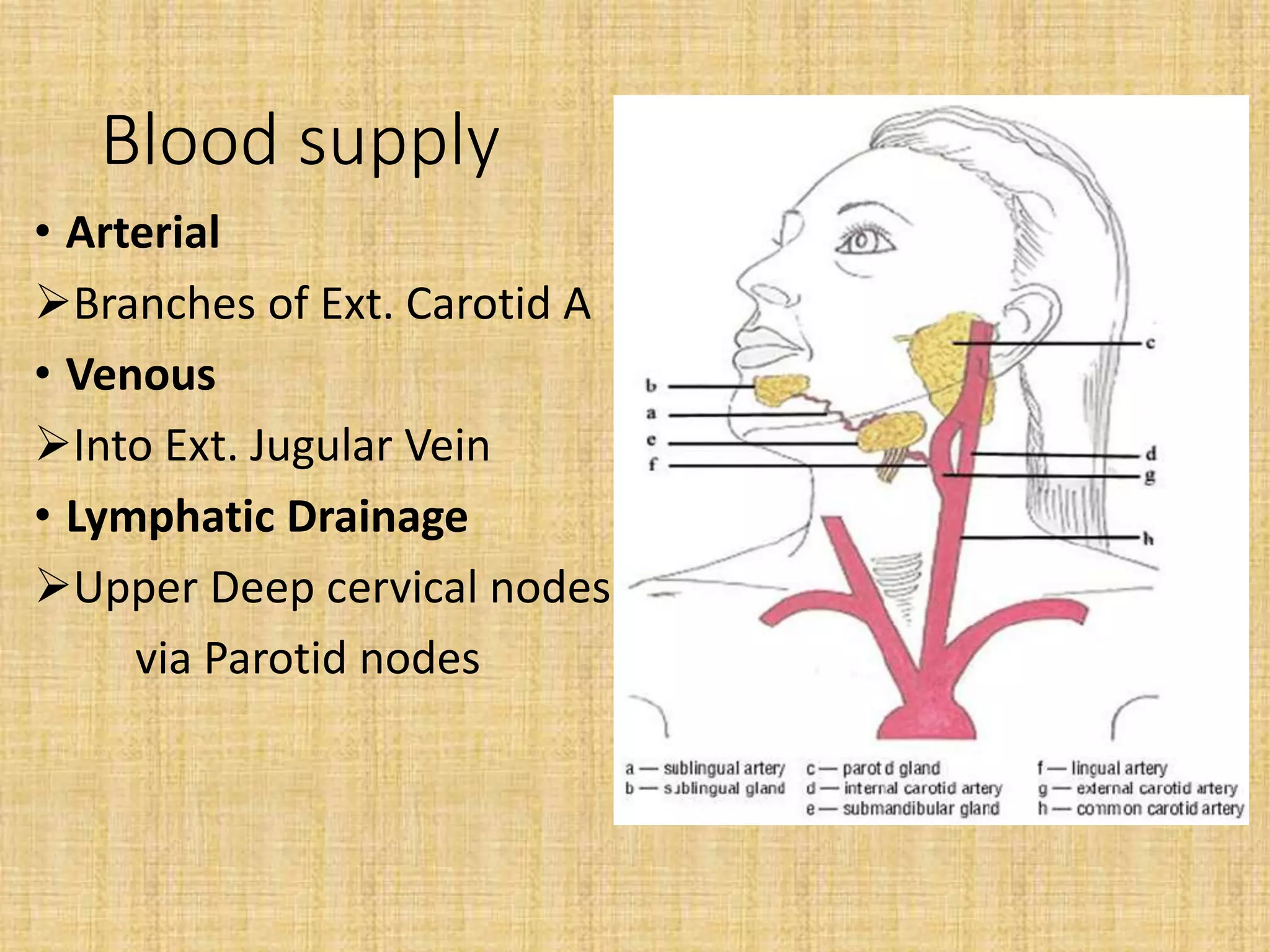 Salivary gland ppt - Kanato Assumi | PPTX