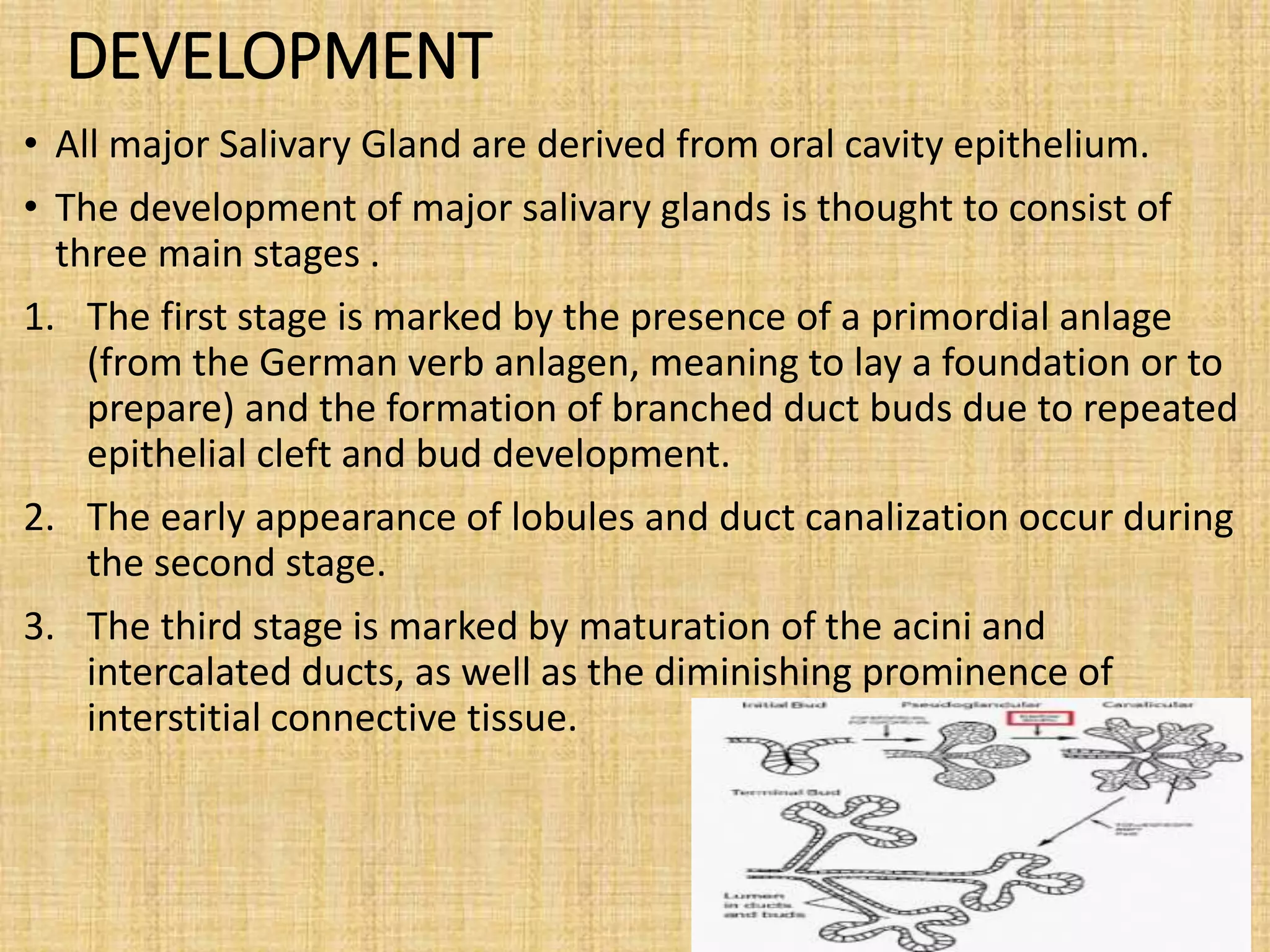 Salivary gland ppt - Kanato Assumi | PPTX
