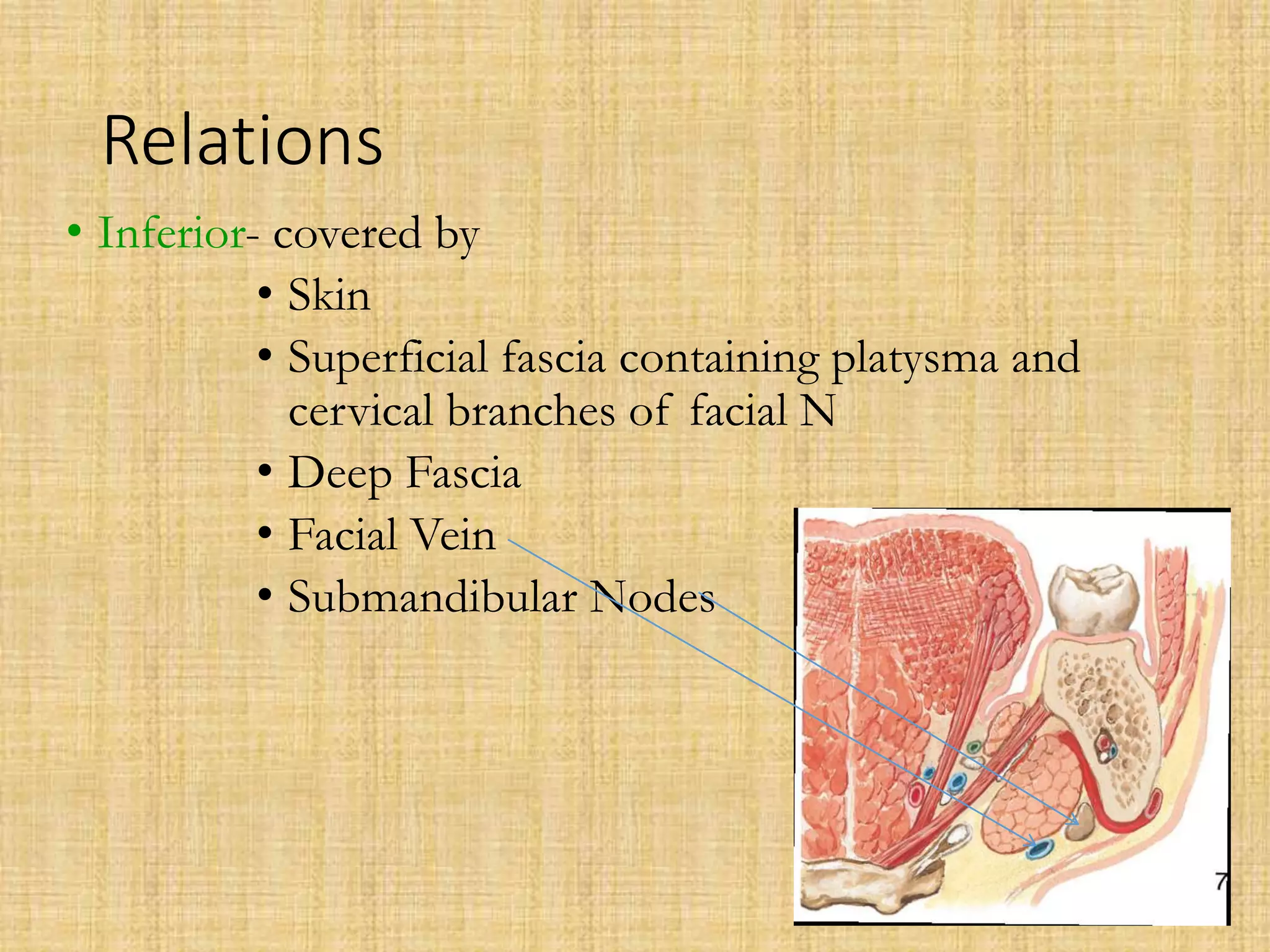 Salivary gland ppt - Kanato Assumi | PPTX