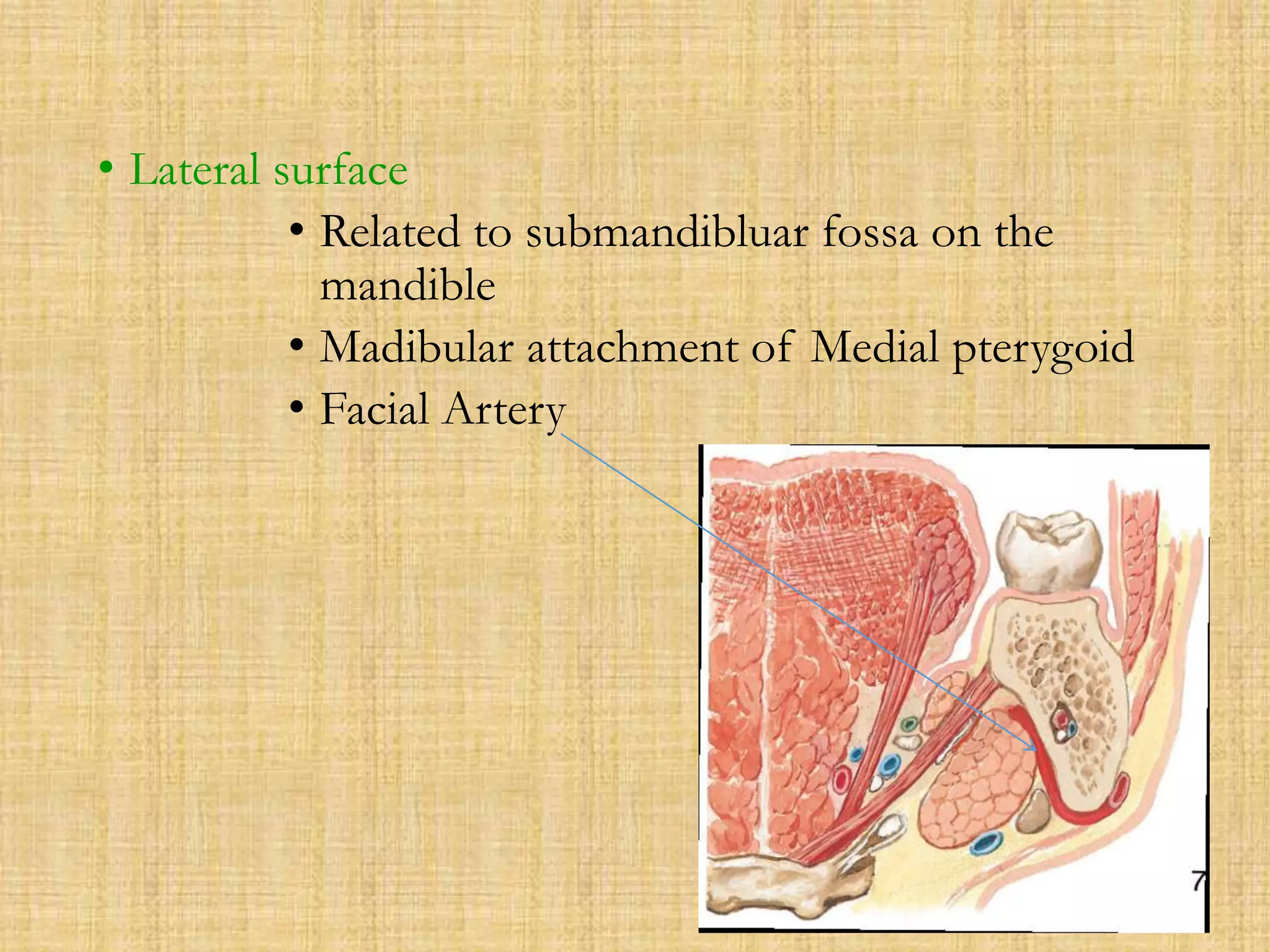 Salivary gland ppt - Kanato Assumi | PPTX