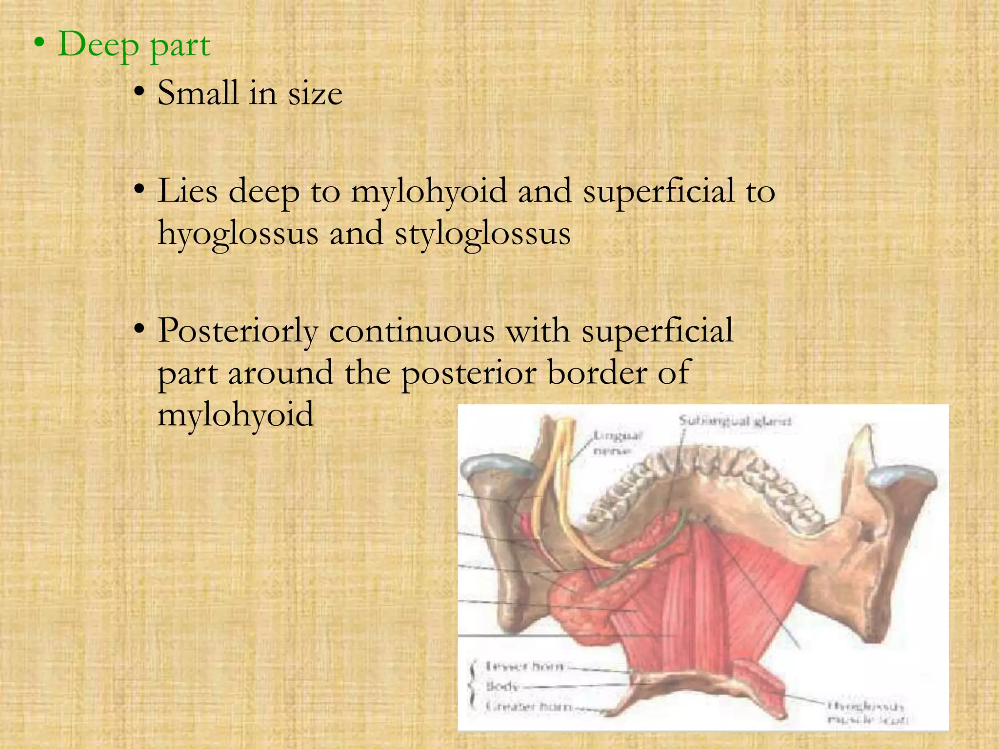 Salivary gland ppt - Kanato Assumi | PPTX