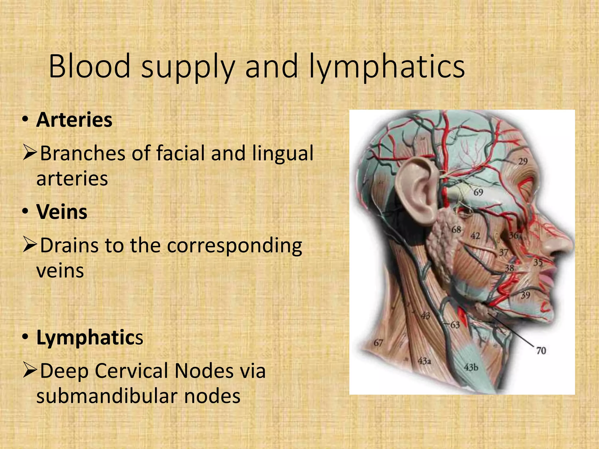 Salivary gland ppt - Kanato Assumi | PPTX