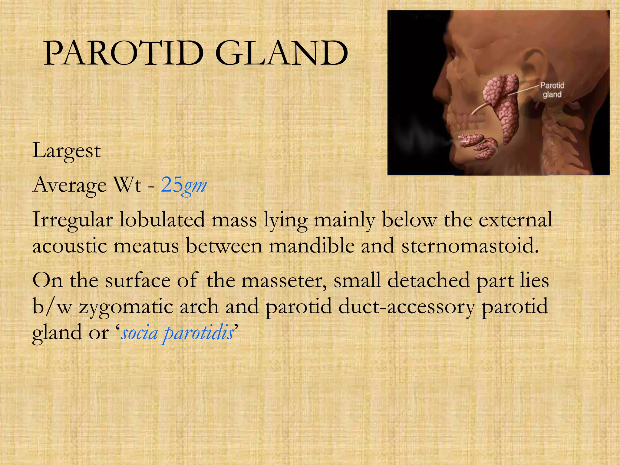 Salivary gland ppt - Kanato Assumi | PPTX