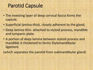 Salivary gland ppt - Kanato Assumi | PPTX