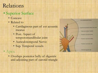 Salivary gland ppt - Kanato Assumi | PPTX