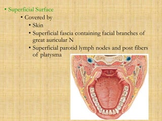Salivary gland ppt - Kanato Assumi | PPTX