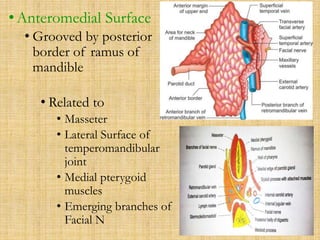Salivary gland ppt - Kanato Assumi | PPTX