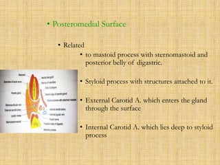 Salivary gland ppt - Kanato Assumi | PPTX