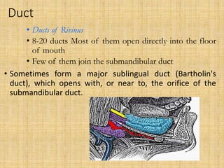 Salivary gland ppt - Kanato Assumi | PPTX