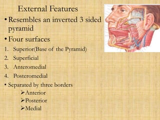 Salivary gland ppt - Kanato Assumi | PPTX