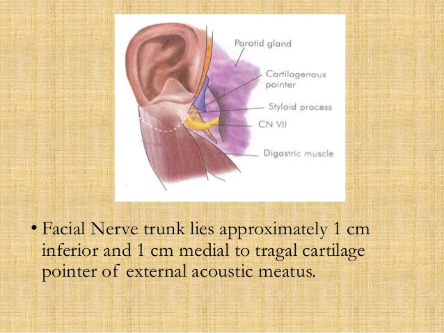 Salivary gland ppt - Kanato Assumi
