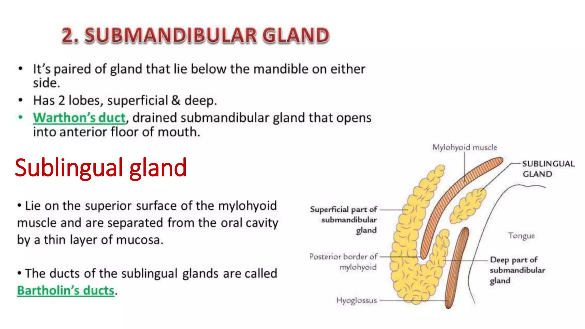 Salivary gland , its disorder and imaging techniques. | PPTX