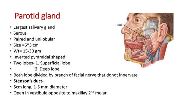 Salivary gland , its disorder and imaging techniques. | PPTX