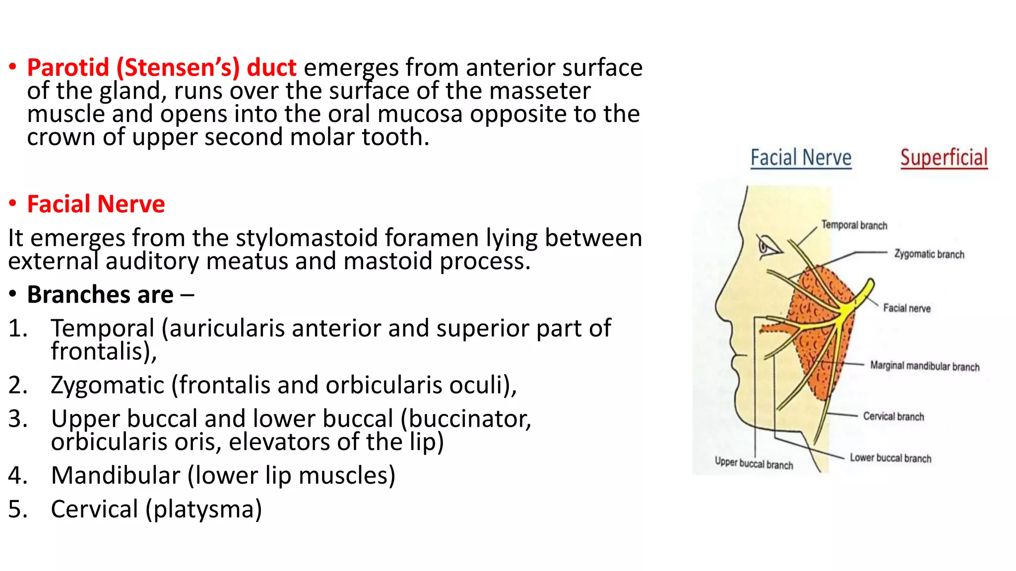 Salivary glands Disorders and management. | PPTX