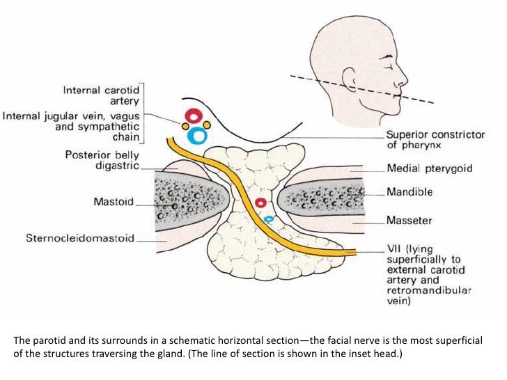 Submandibular Gland Relations