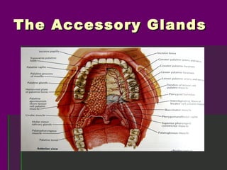 Salivary Glands | PPT