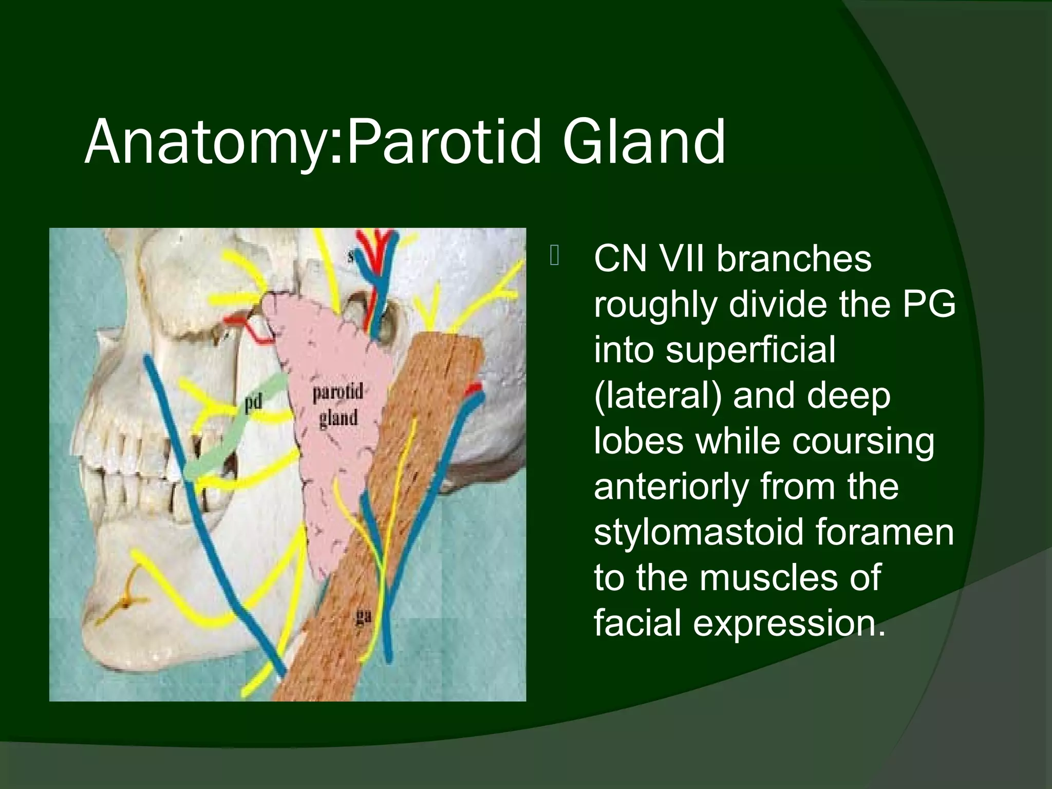 Salivary glands | PPT