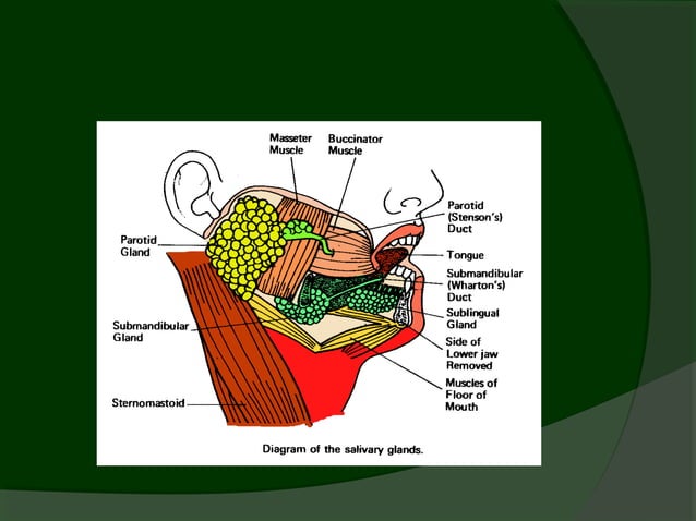 Salivary glands | PPT