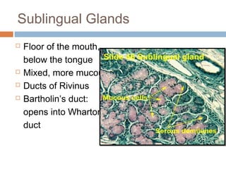 Salivary glands | PPT