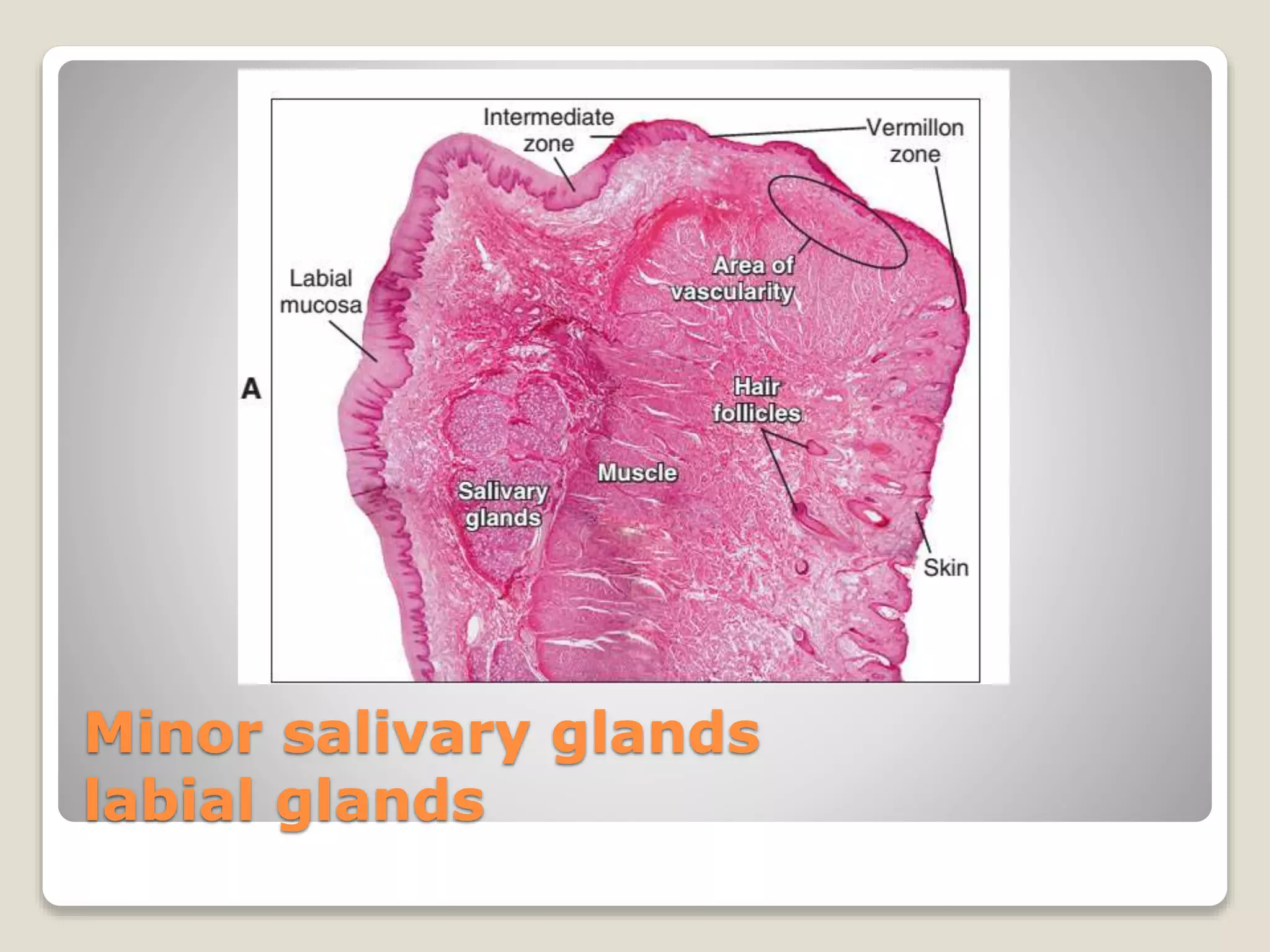 Salivary glands | PPTX