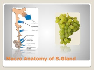Salivary glands | PPTX