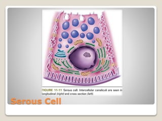 Salivary glands | PPTX