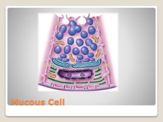 Salivary glands | PPTX