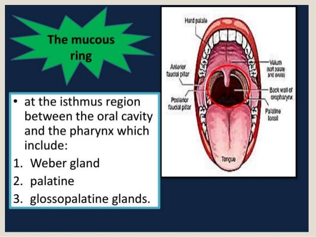 Salivary glands