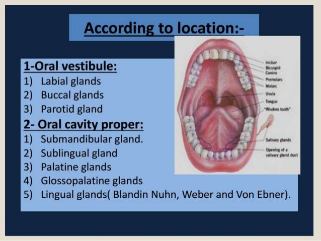 Salivary glands