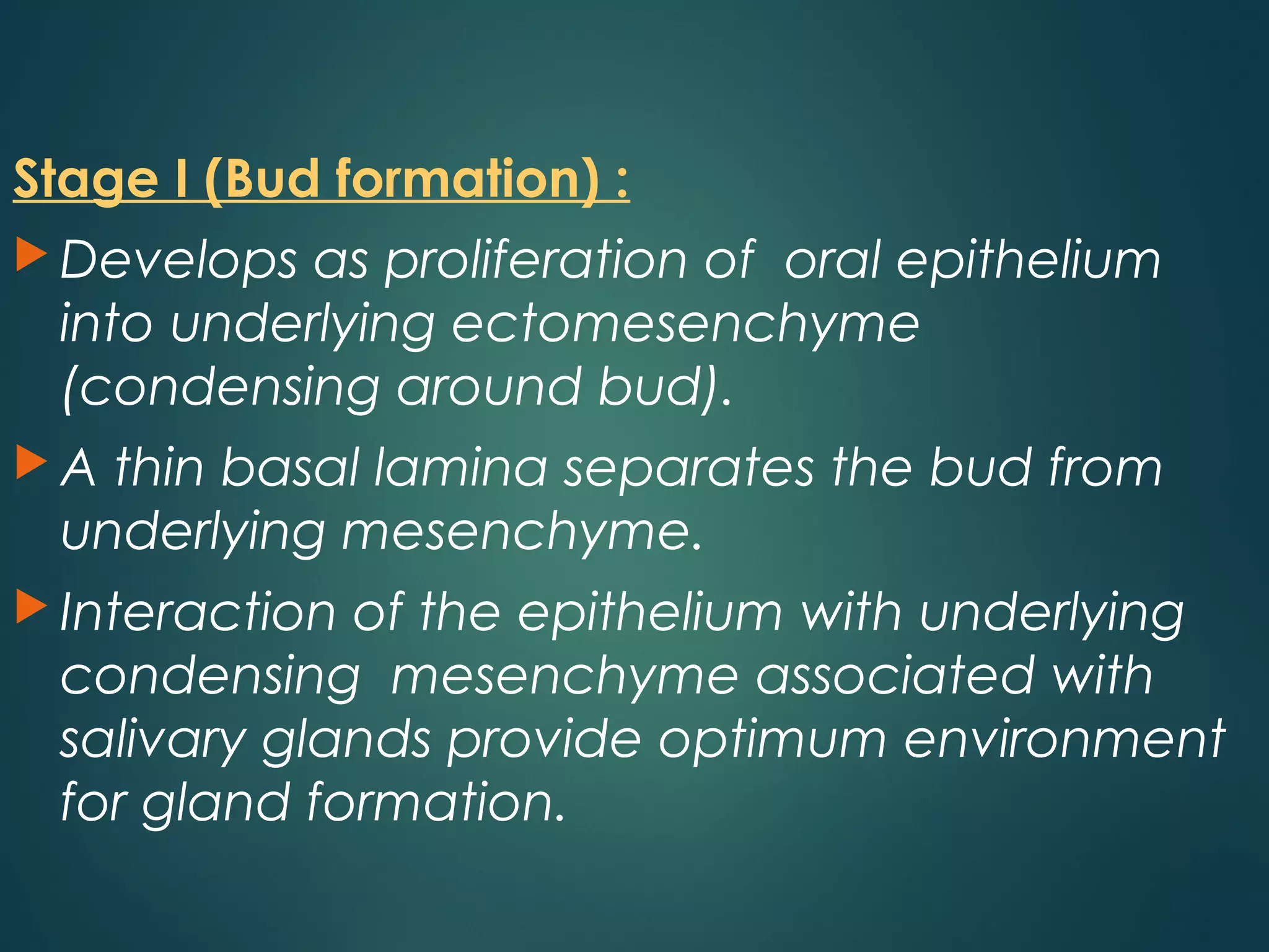 Salivary glands | PPT