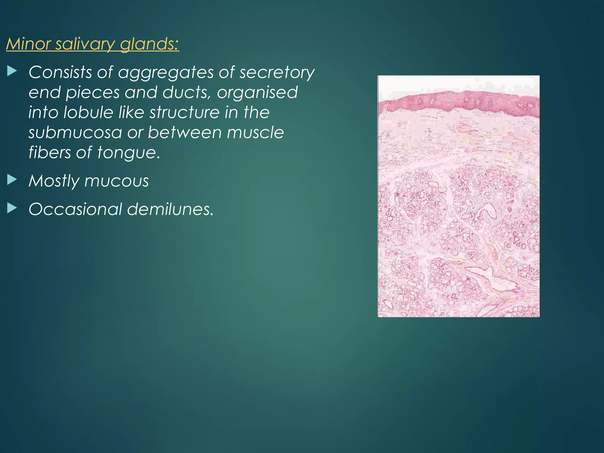 Salivary glands | PPT