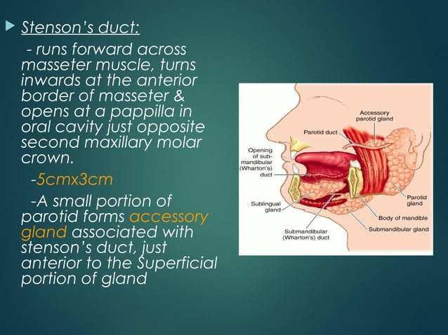Salivary glands | PPT | Ear, Nose and Throat Conditions | Diseases and ...