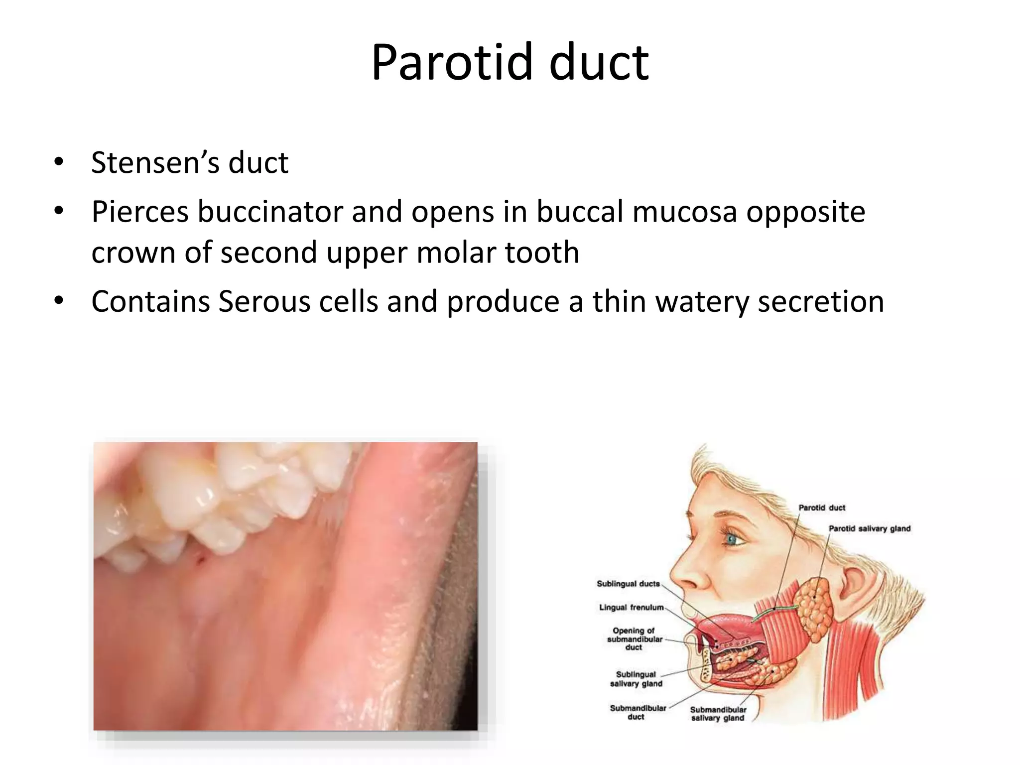 Salivary glands diseases | PPTX