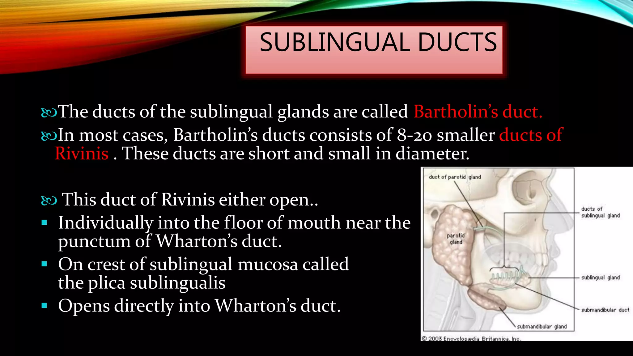Salivary glands | PPTX