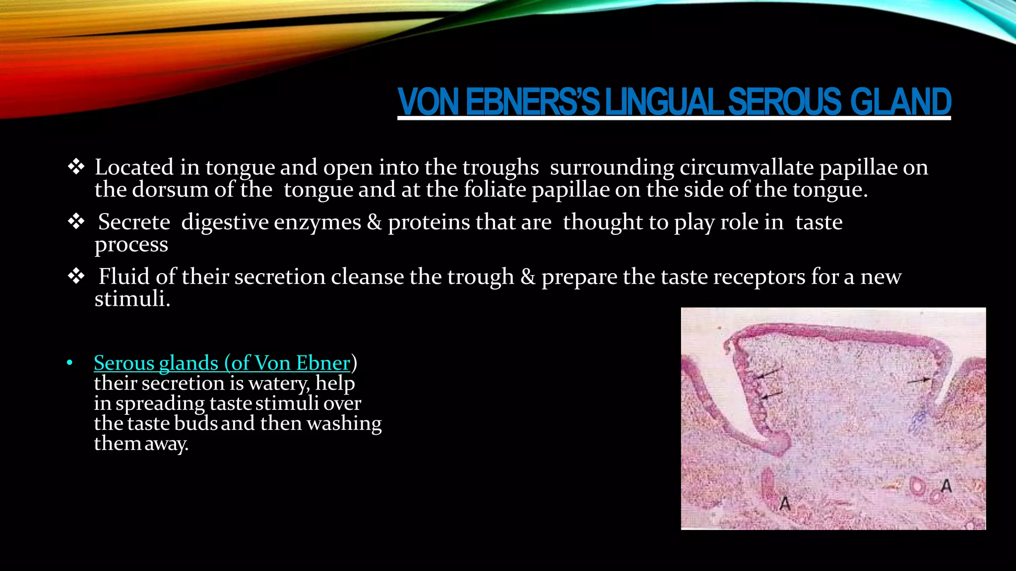 Salivary glands | PPTX
