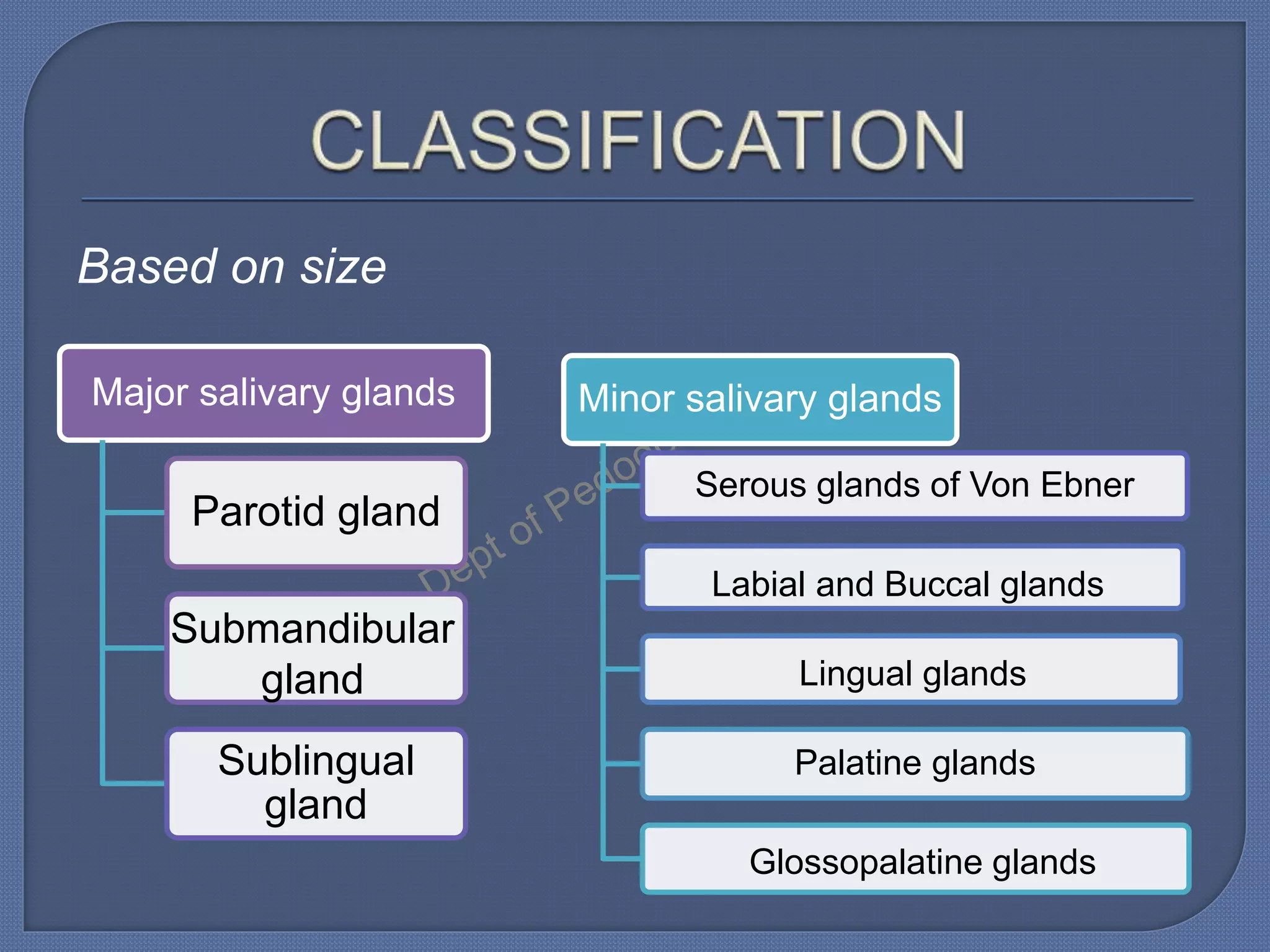 Salivary glands | PPTX