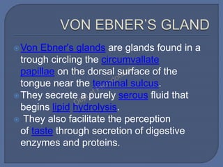 Salivary glands | PPTX