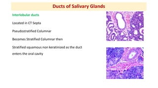 Salivary glands | PPTX