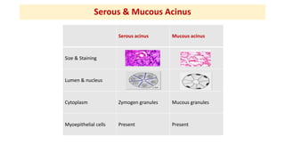 Salivary glands | PPT